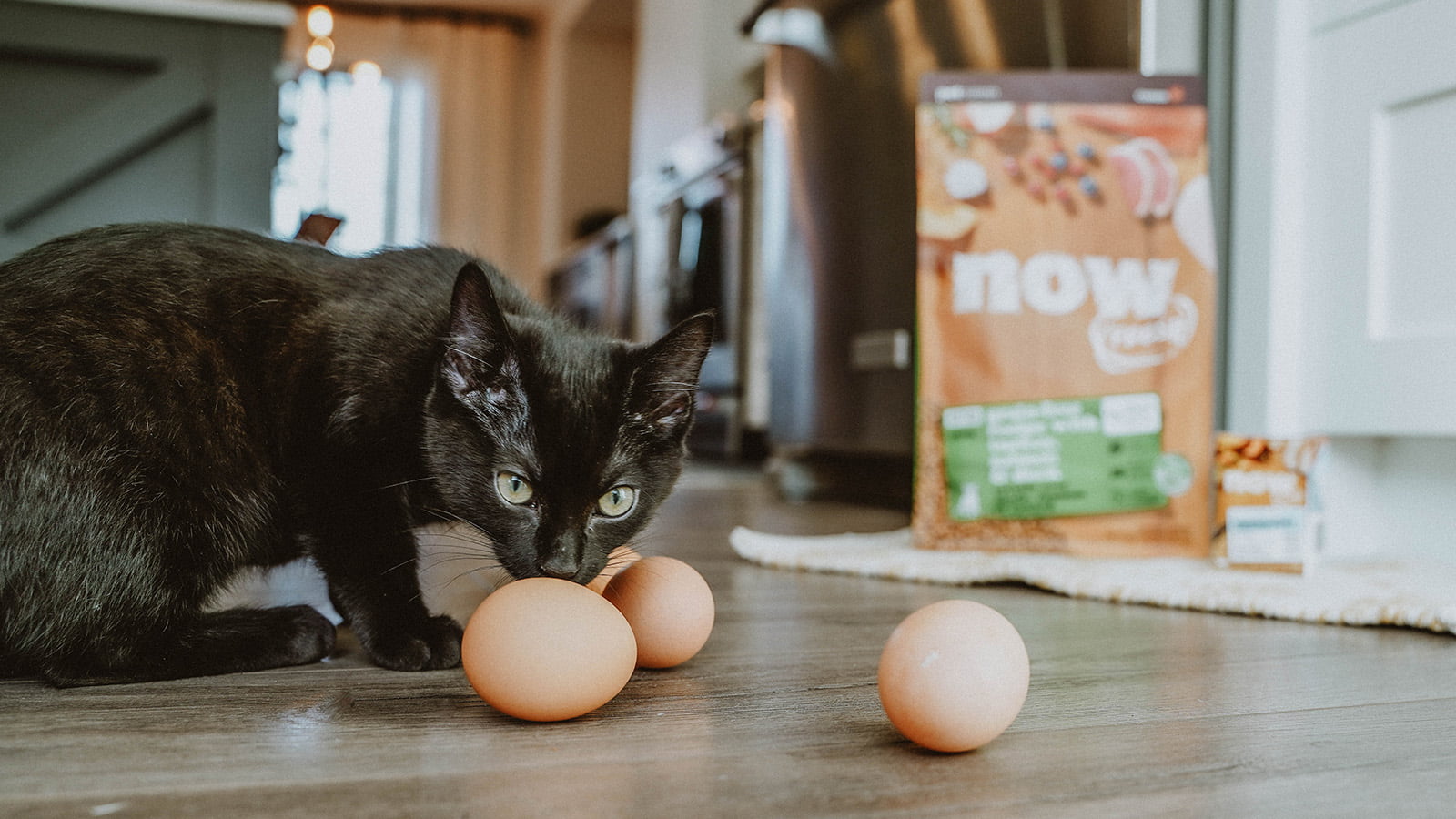 Grain-Free Kitten Food for Growing Cats | Now Fresh