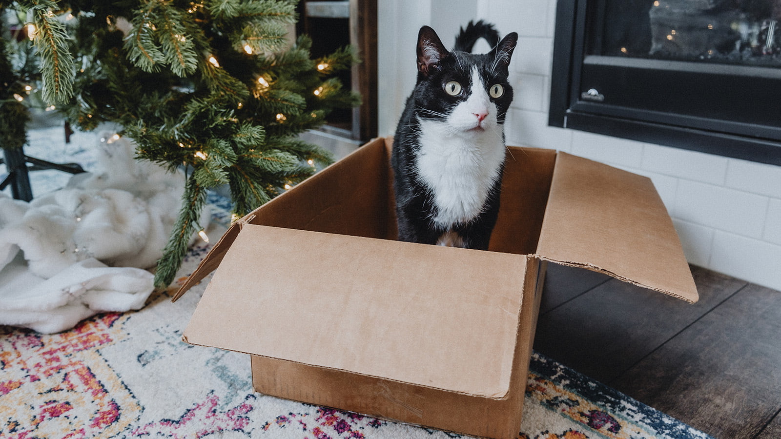 How to Keep Your Cat Away from the Christmas Tree | Go! Solutions