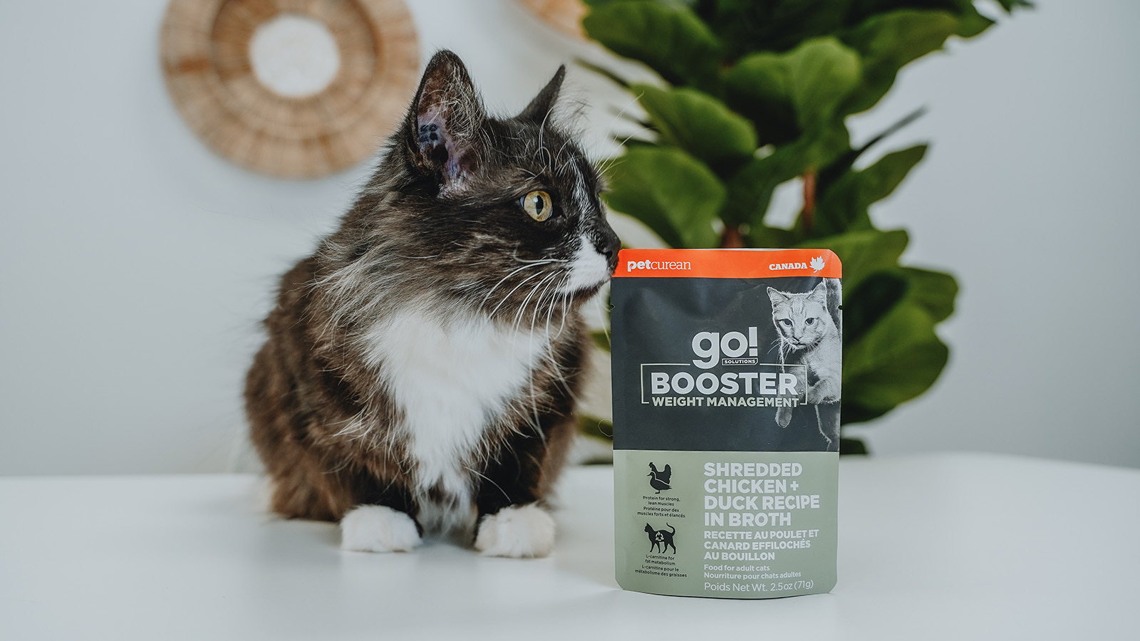 All Shredded Cat Food Products | Go! Solutions