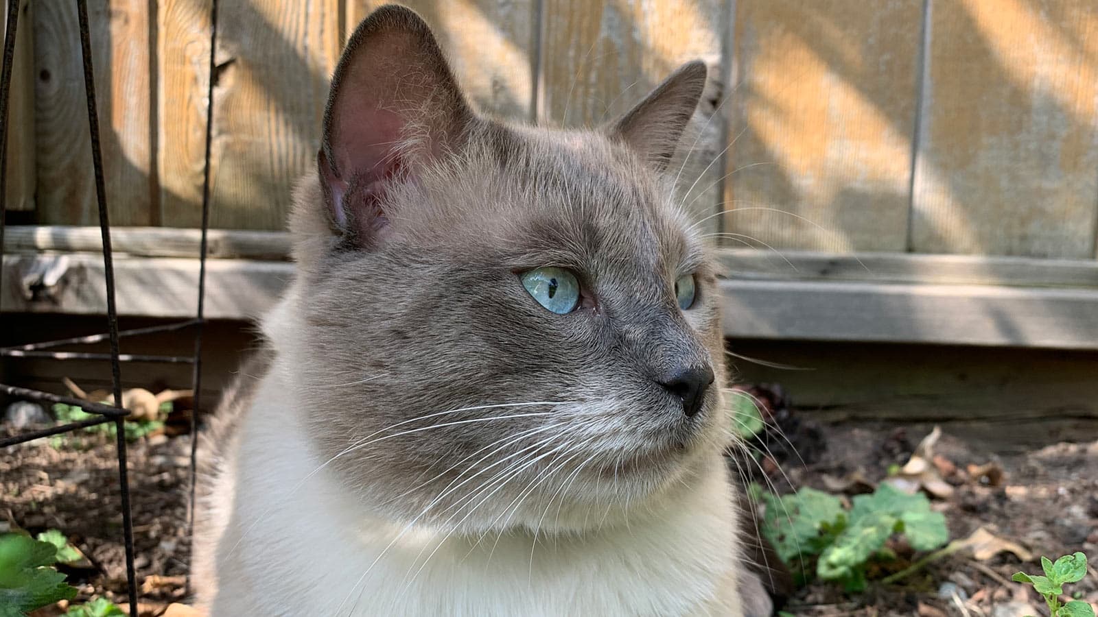 Success Against Allergies: Wolfie's Story | Go! Solutions