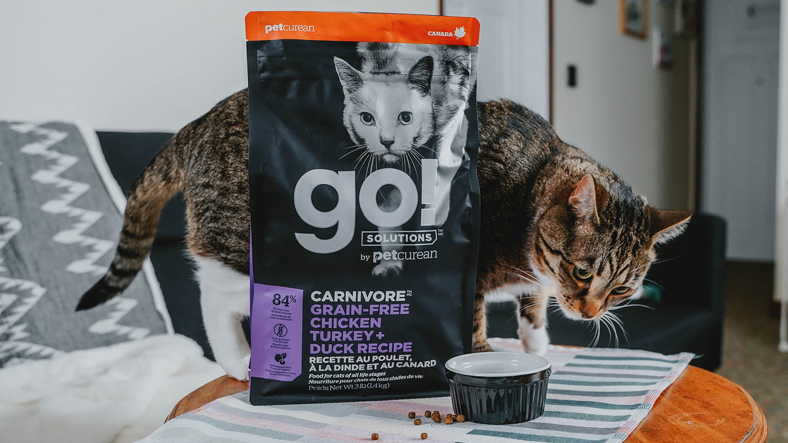 How Much Protein Does a Cat Need? | Go! Solutions