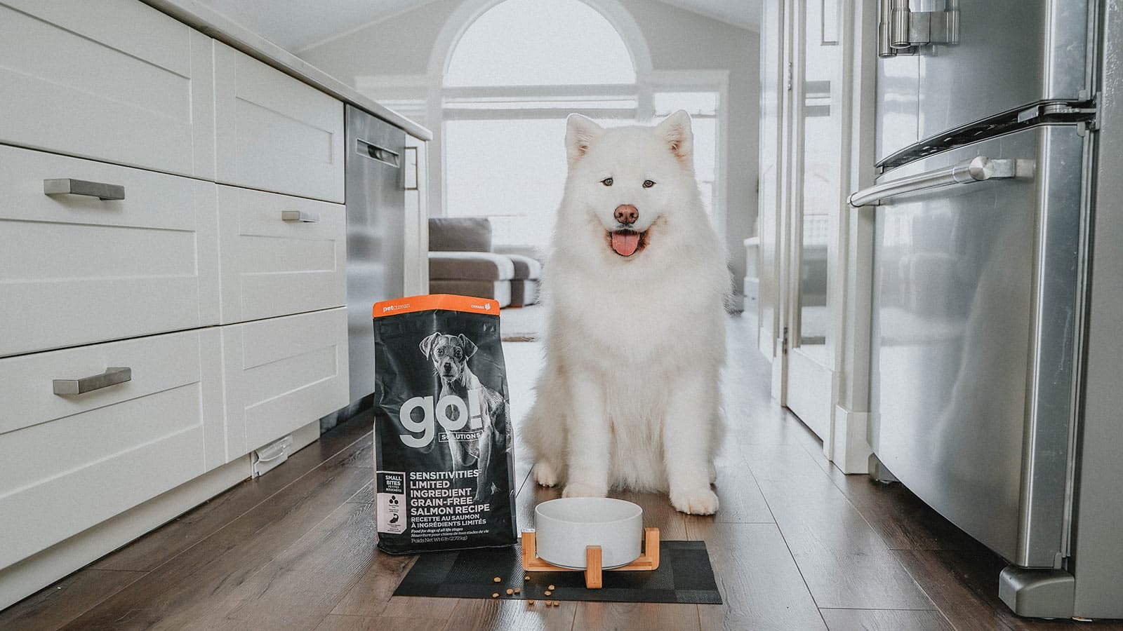 Can Dogs Eat Tapioca? | Go! Solutions