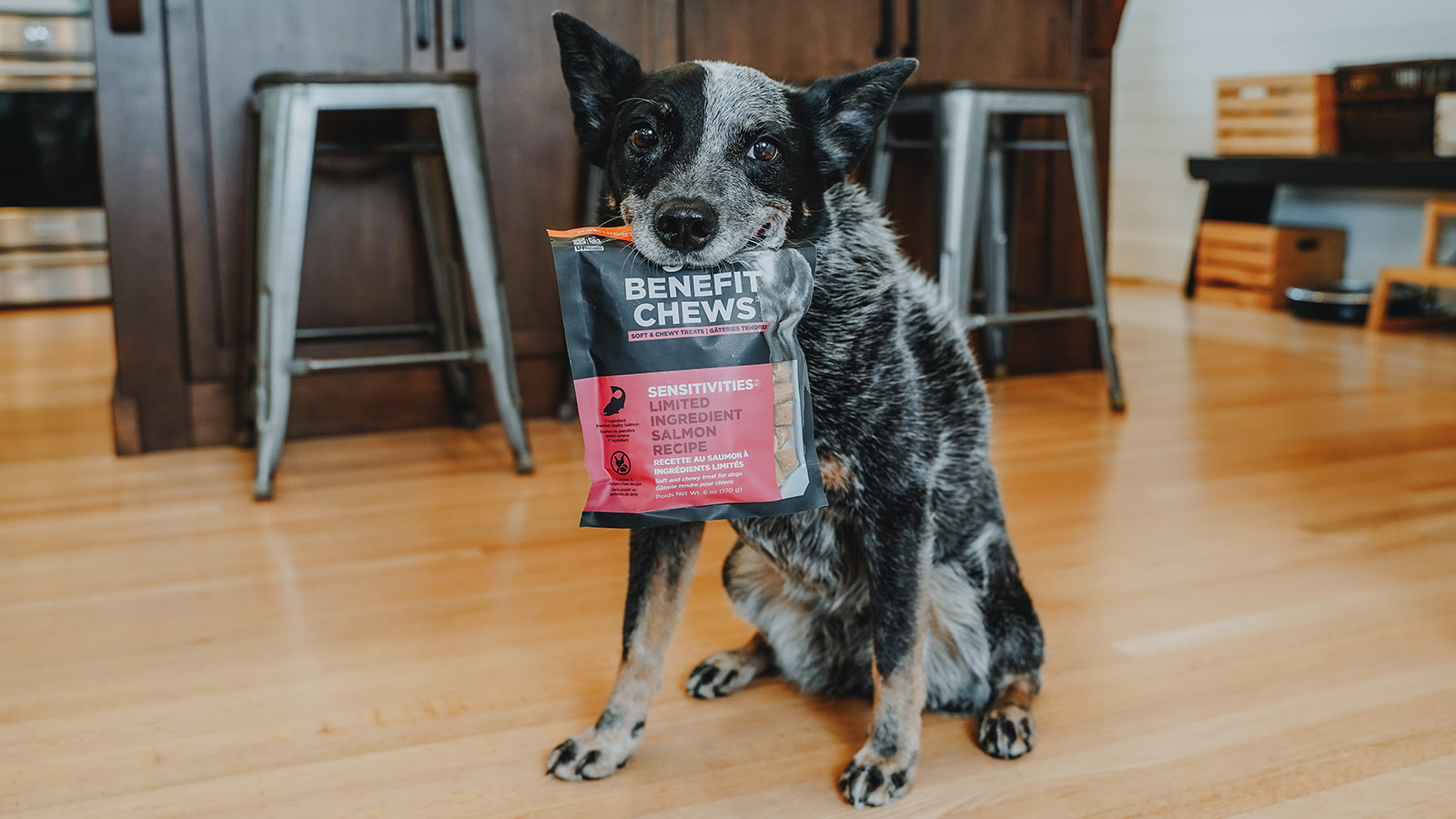 New Dog Food Recipes | Go! Solutions