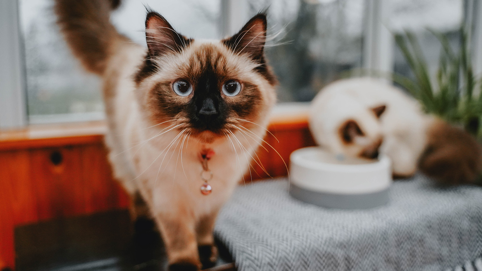 Go! Booster Cat Food Toppers: What Are They, Benefits, and How to Use ...