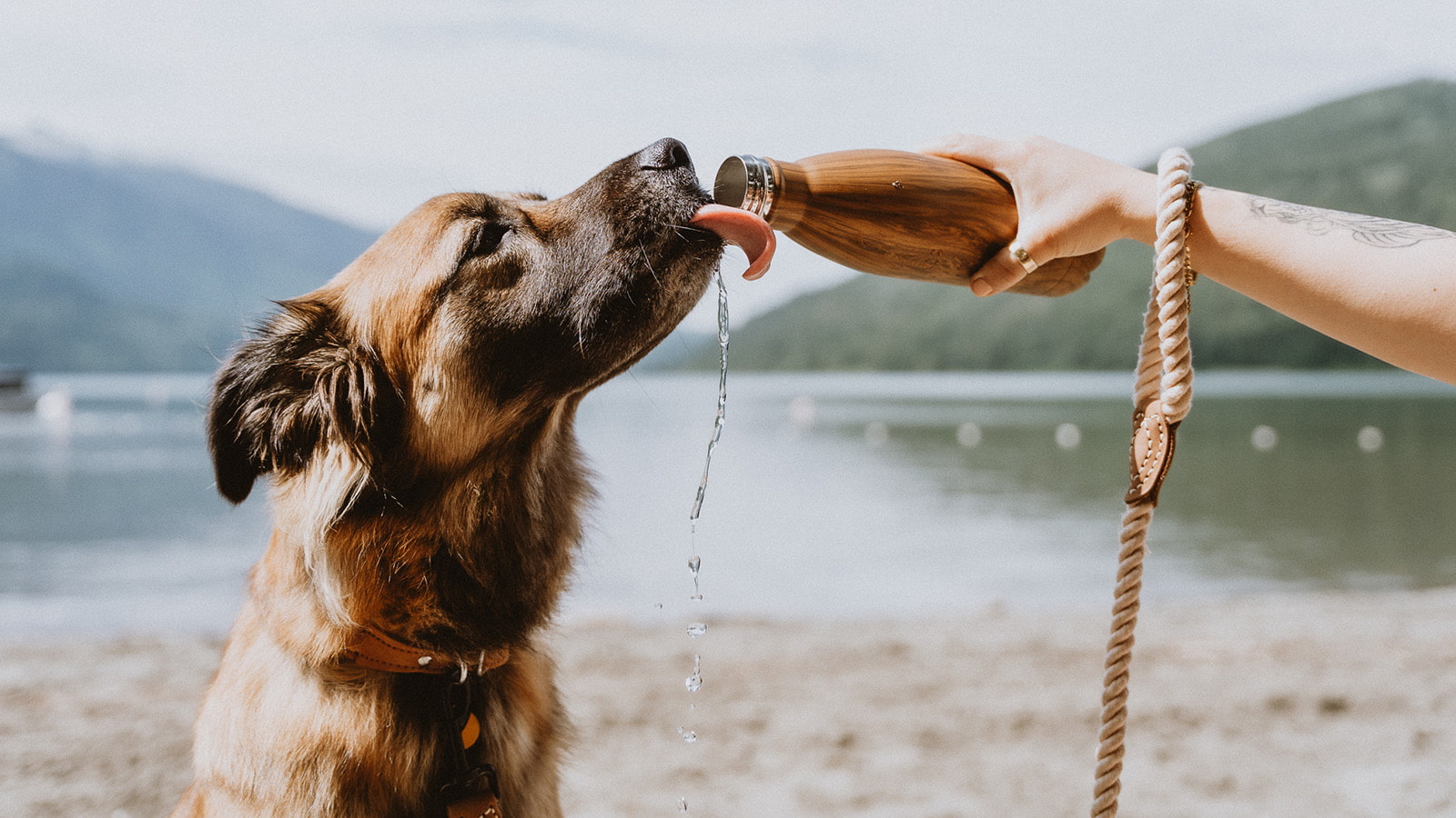 Dehydration in Dogs: Keeping Your Pup Hydrated | Now Fresh