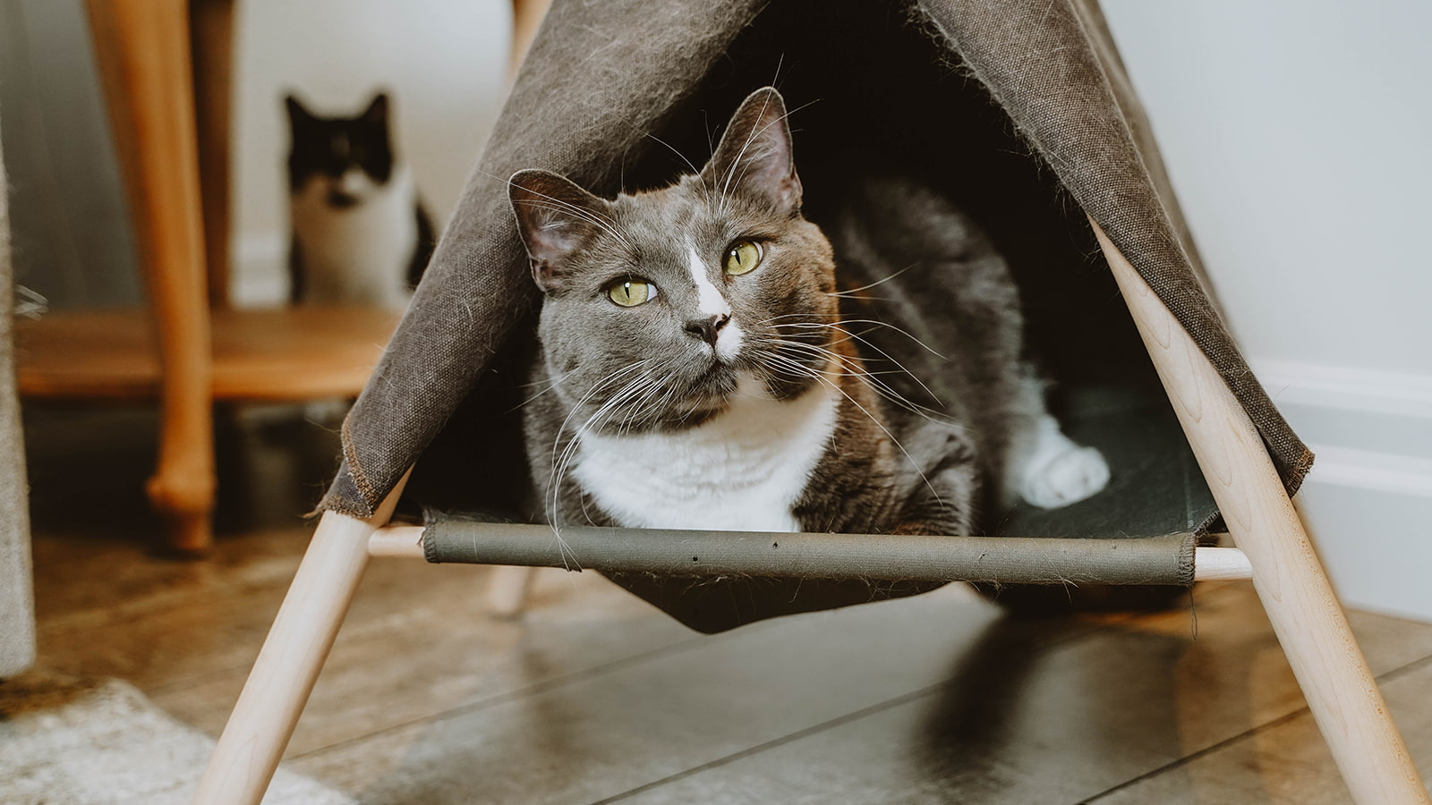 Shredded Cat Food Options | Now Fresh