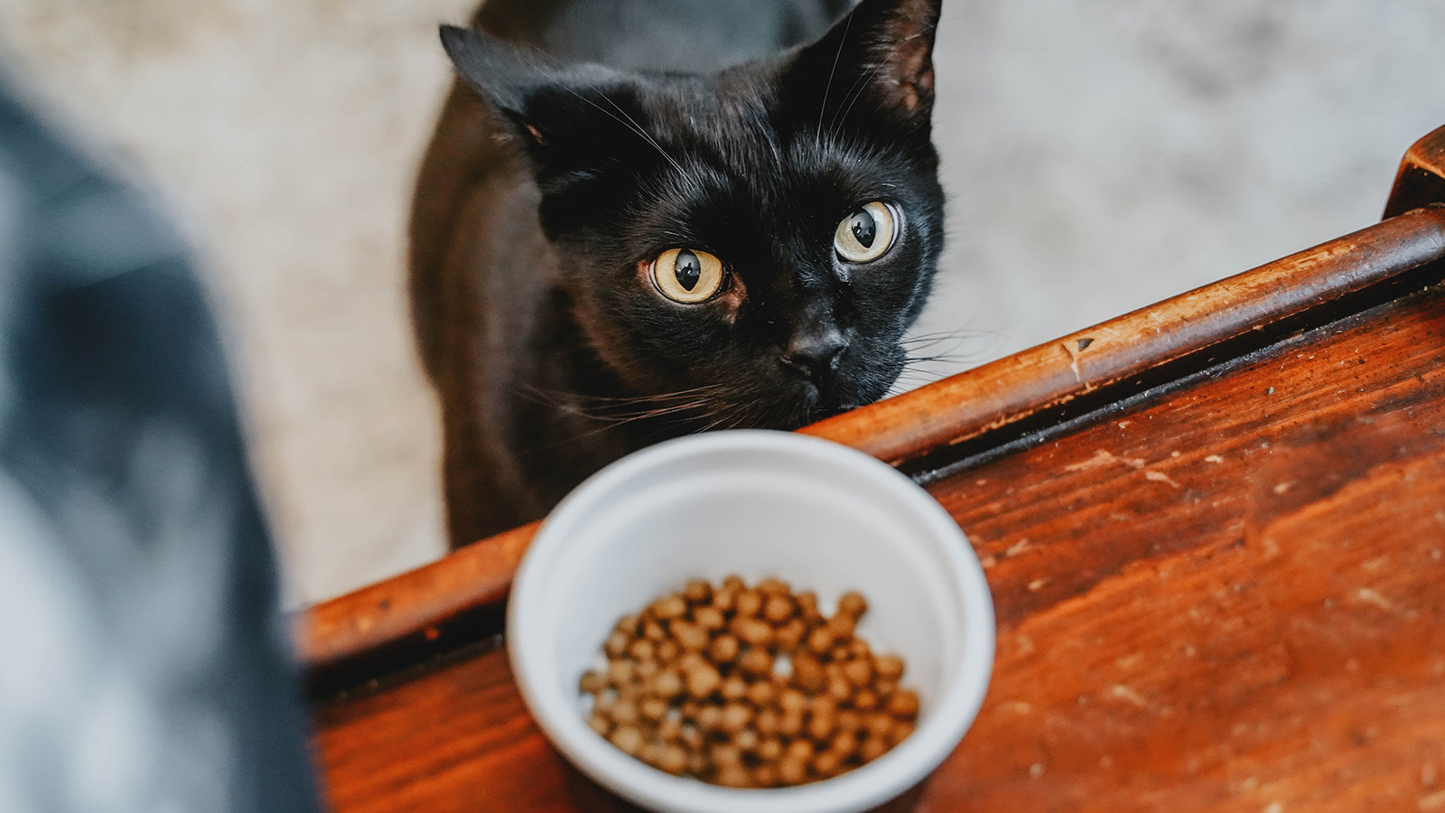 Build Your Cat’s Bowl with Go! Booster Food Toppers | Go! Solutions