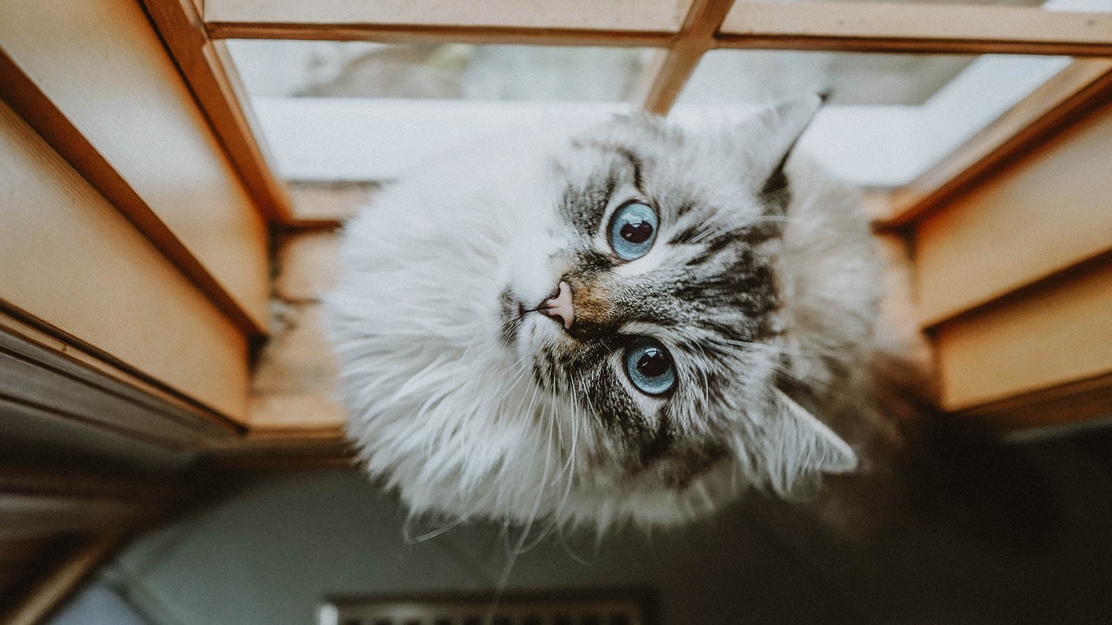 Is Bone Broth Good for Cats? | Now Fresh