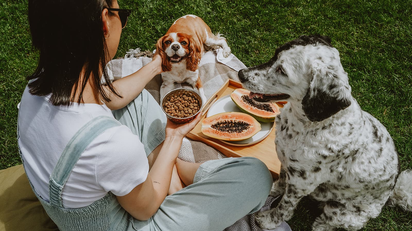 Can Dogs Eat Papaya? | Now Fresh
