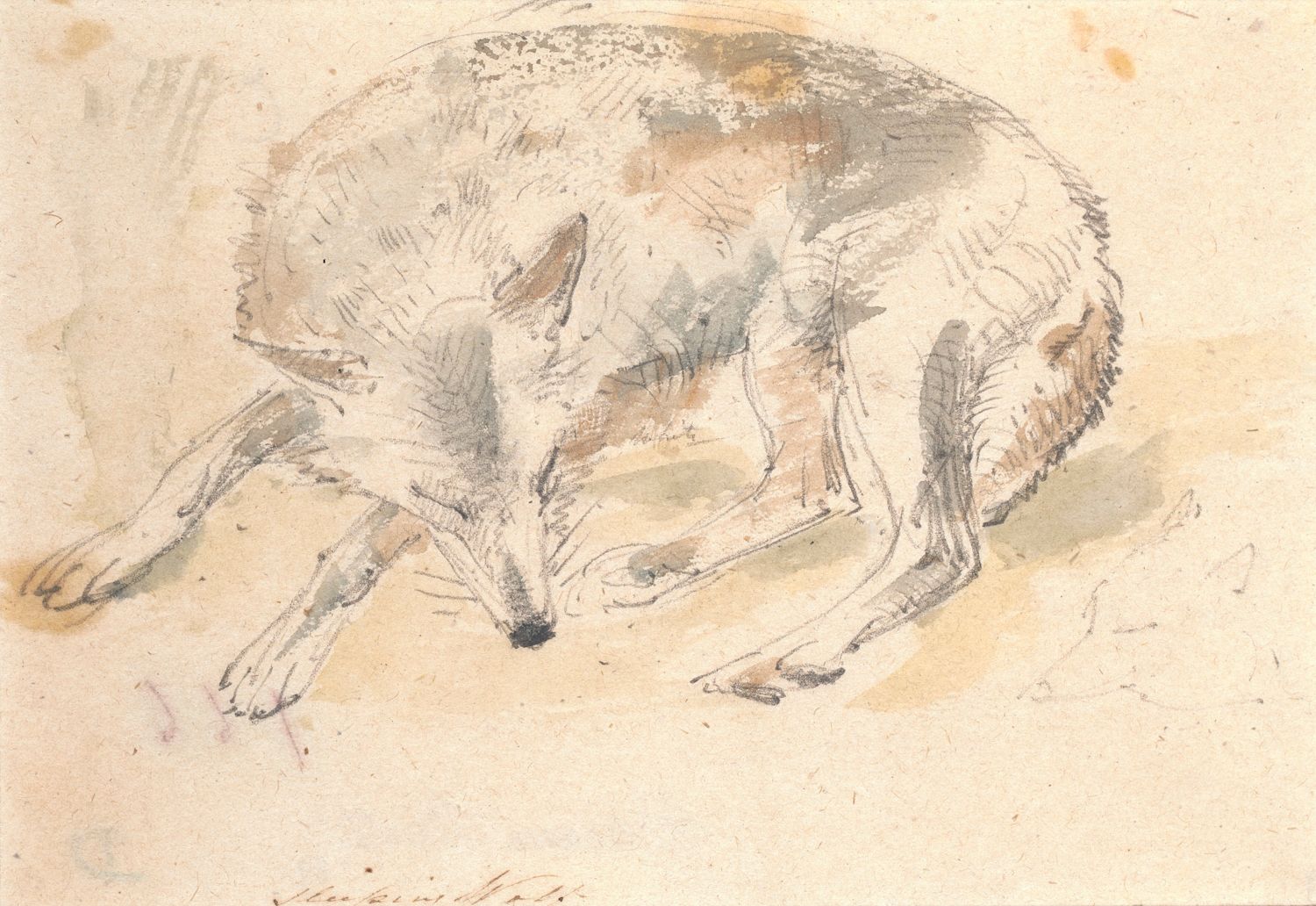 William Strutt, Sleeping wolf — Artwork — Philip Bacon Galleries