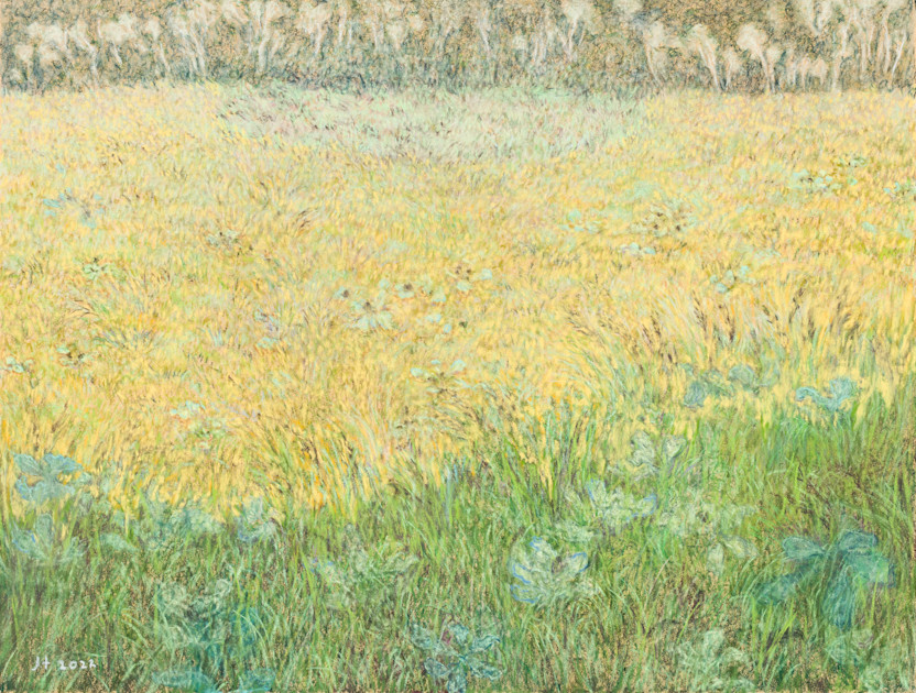 June Tupicoff, Line of paperbarks — Artwork — Philip Bacon Galleries