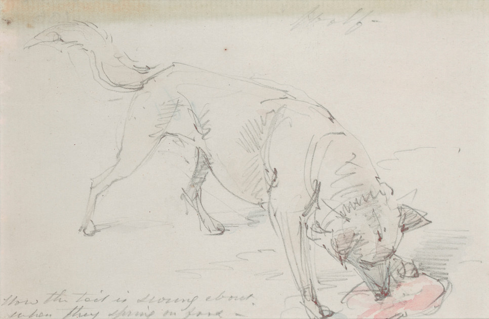 William Strutt, Wolf eating — Artwork — Philip Bacon Galleries