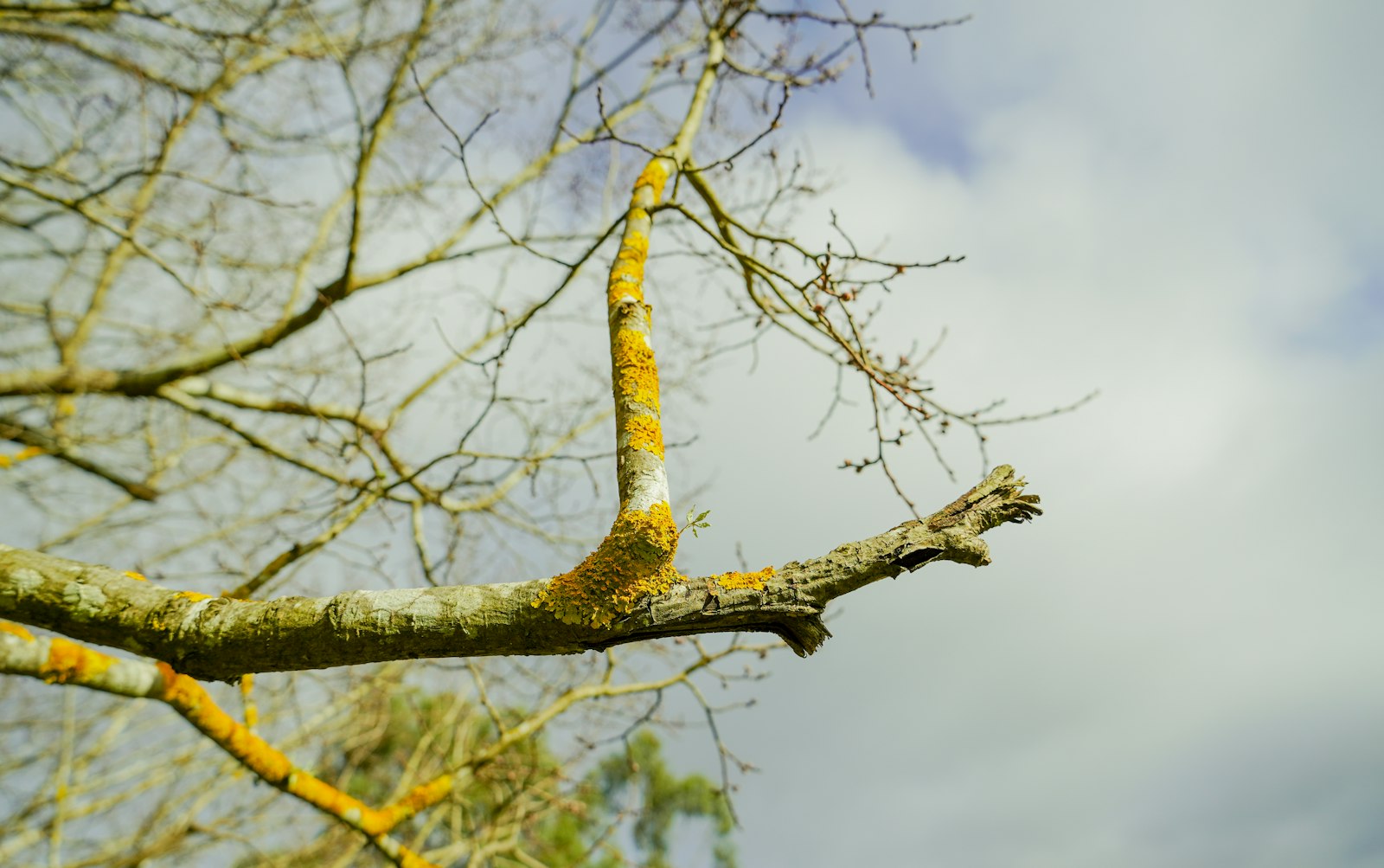 Tree Branch Through a Window? What to Do Now