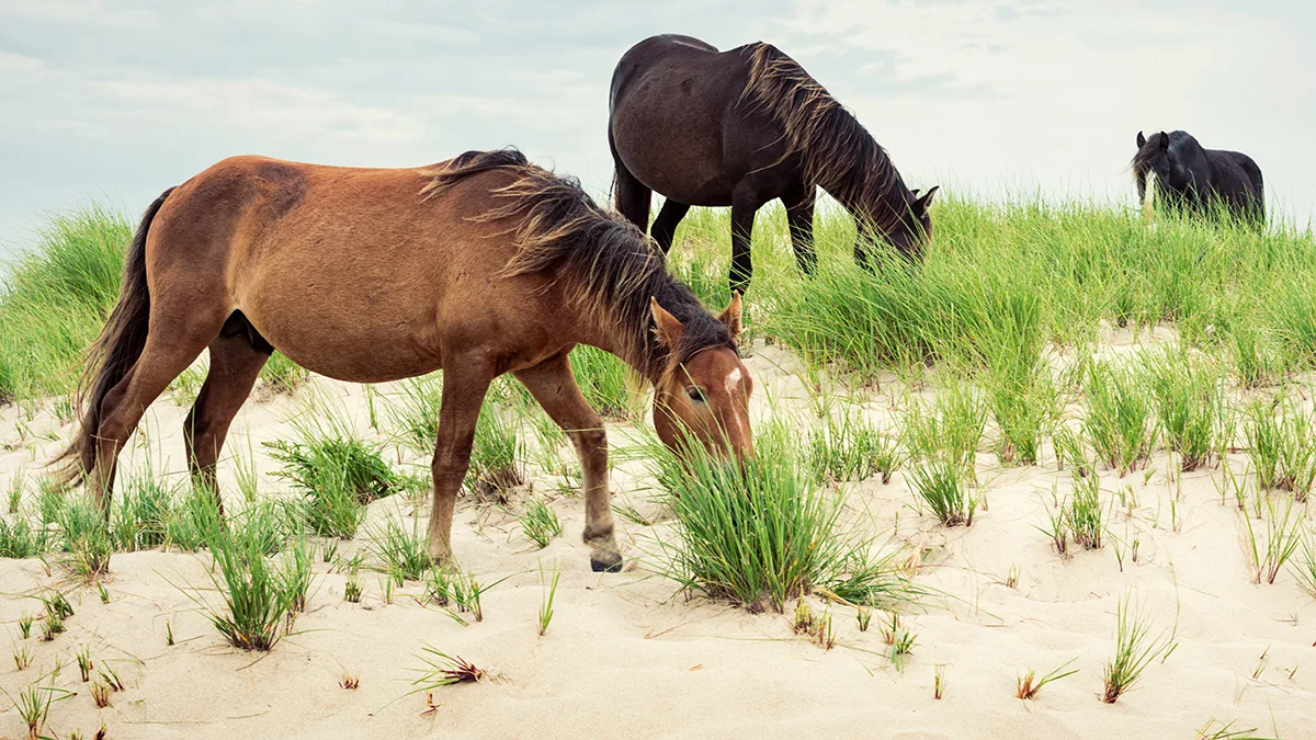 Sable Island Landing | HX Hurtigruten Expeditions NO