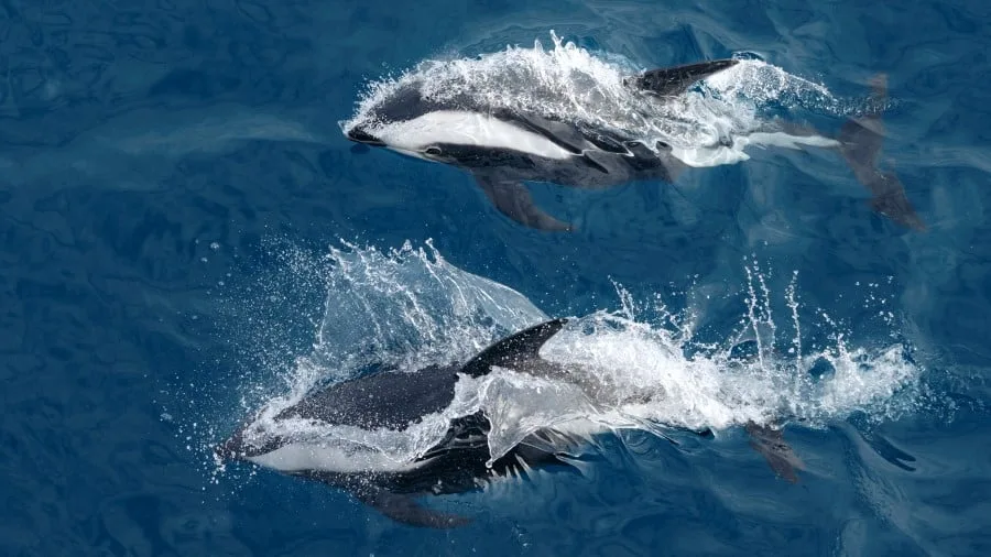 Life Returns - Springtime Expedition to Antarctica | HX Hurtigruten ...