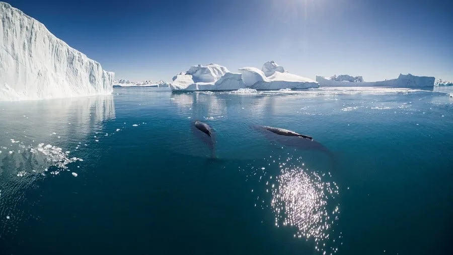 Grand Greenland – Farthest North to Thule and Kane Basin | HX ...