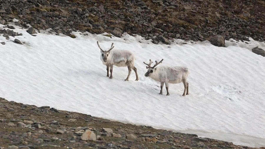 Svalbard in Spring – The Return of the Sun | HX Hurtigruten Expeditions