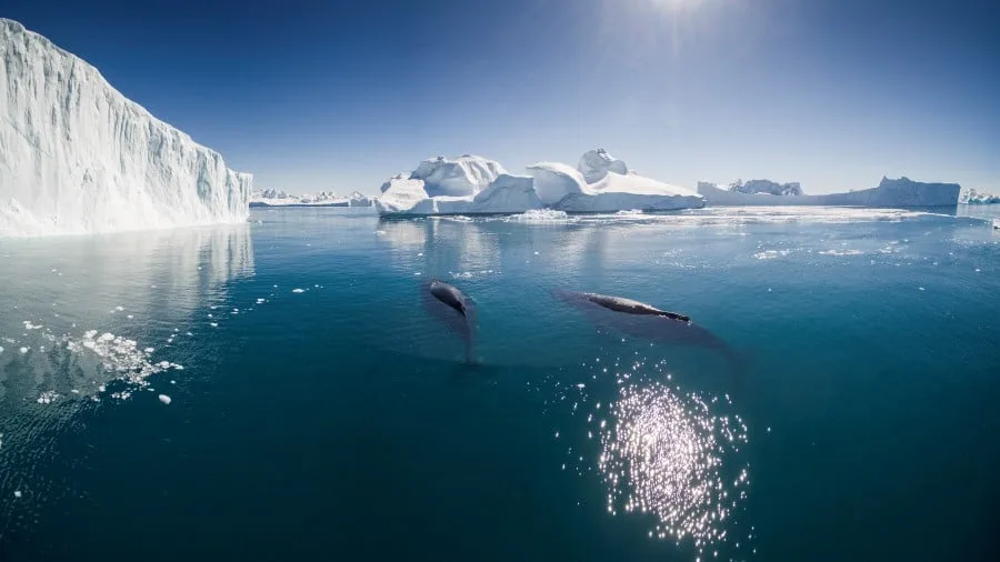 Grand Greenland – Mythical Lands of the North | HX Hurtigruten ...