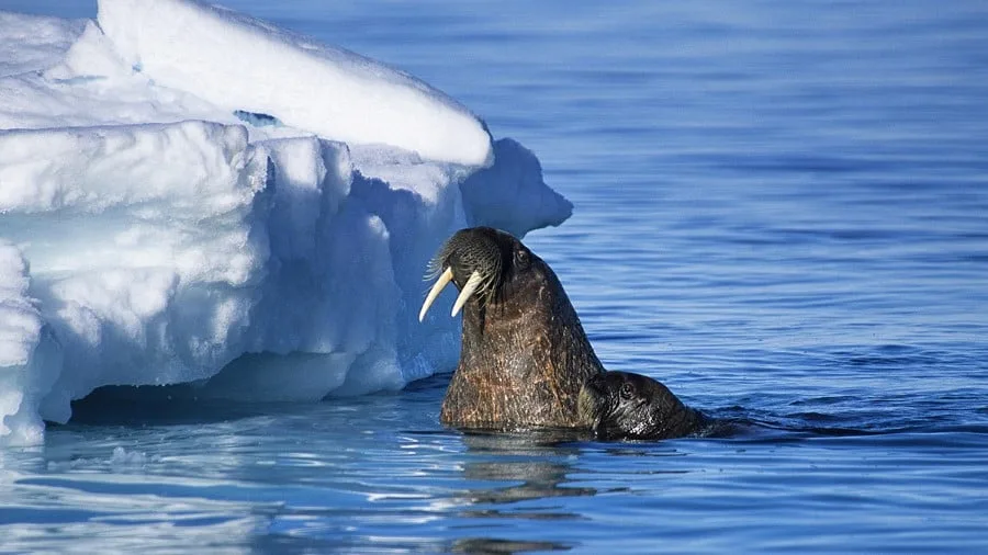 Grand Greenland – Mythical Lands of the North | HX Hurtigruten ...
