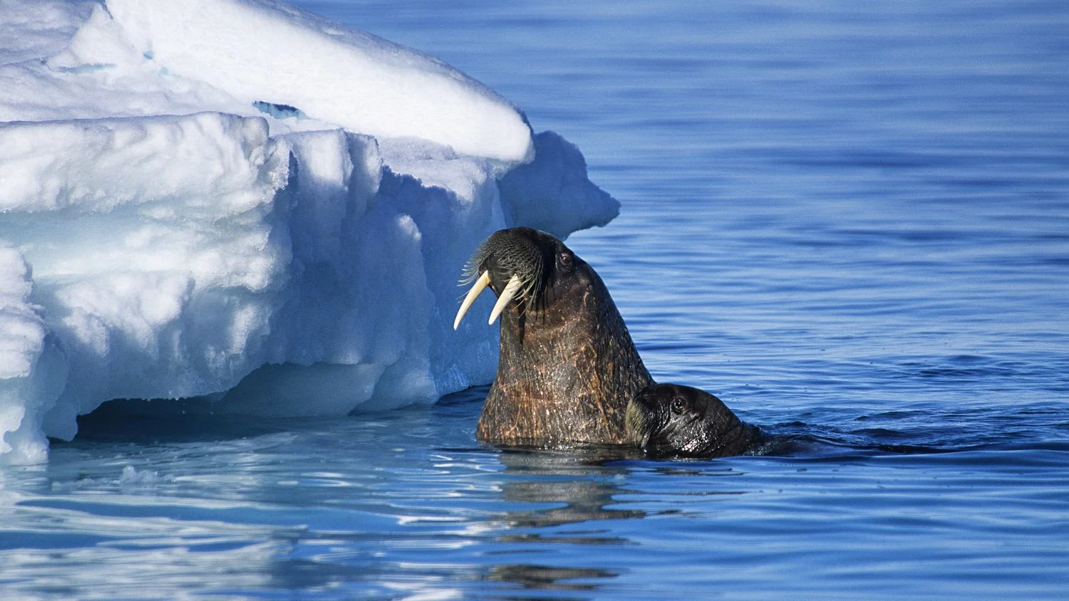 Arctic Canada and Greenland Expedition – Circumnavigating Baffin Bay ...