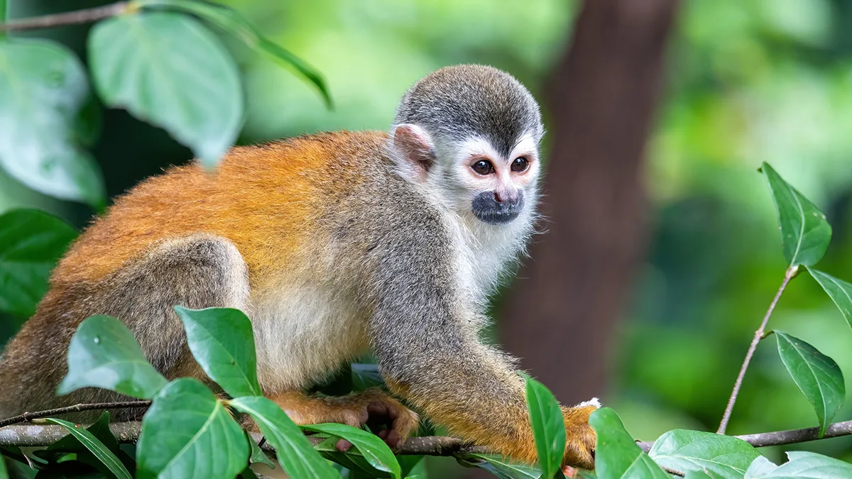 Pacific Latin America — Ancient Wonders and National Parks | HX ...