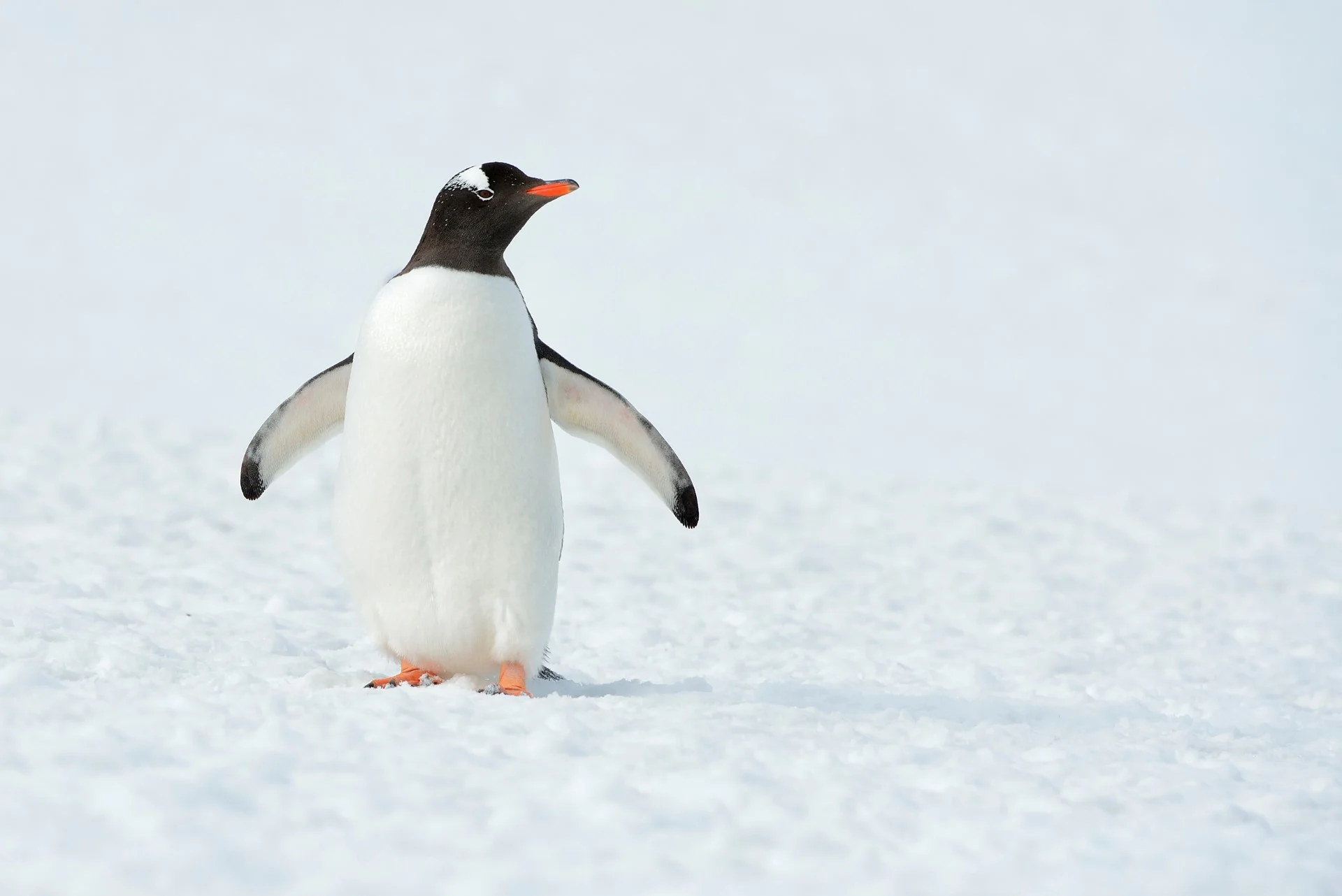 Meet the Penguins of Antarctica - seven types of penguins | HX ...