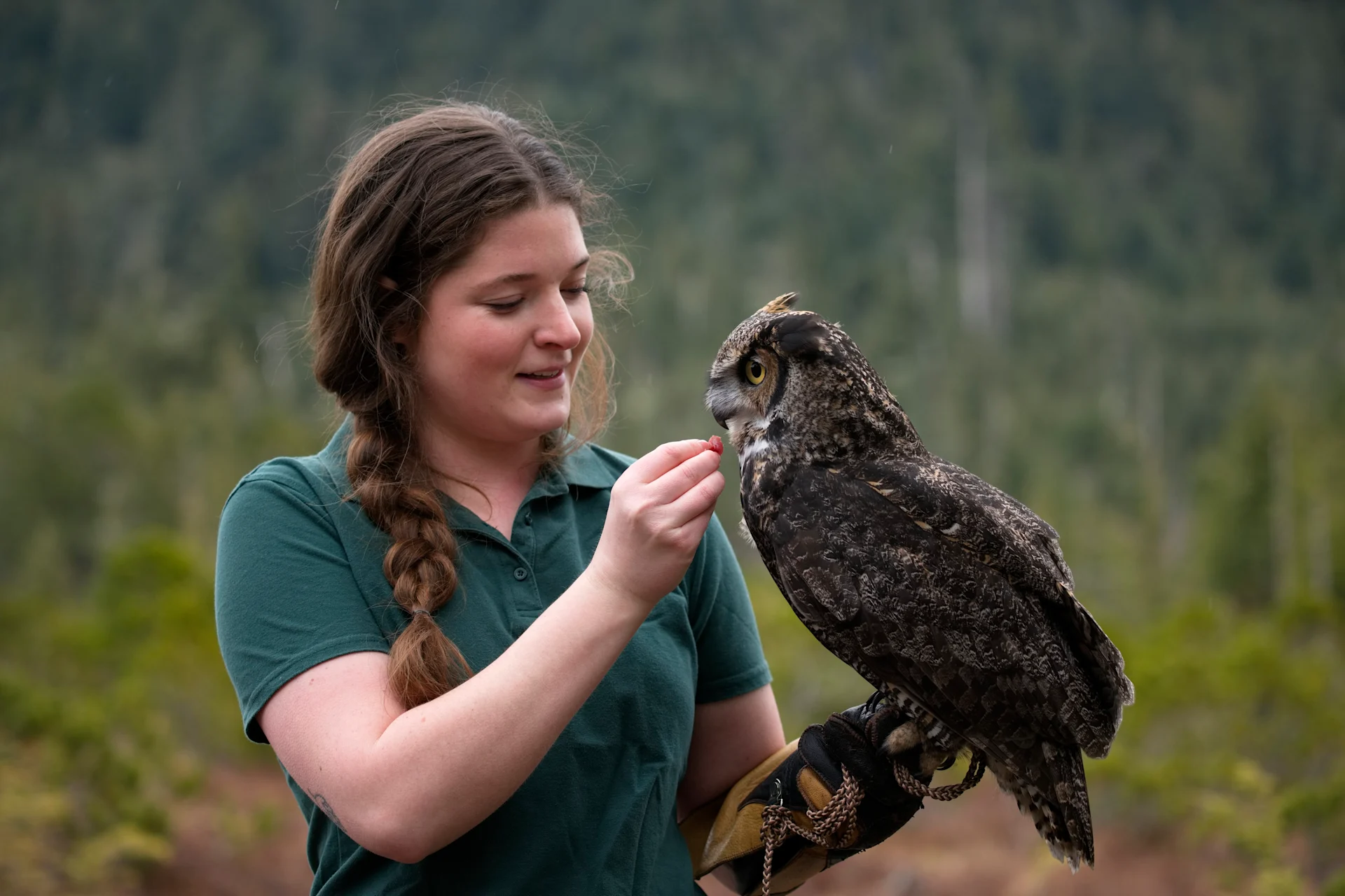 Alaska Raptor Center | HX Hurtigruten Expeditions US