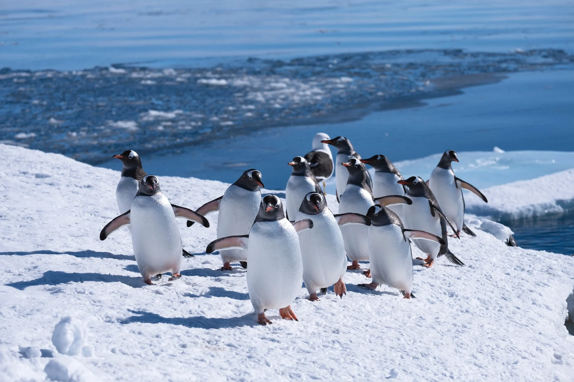 Wildlife in Antarctica | HX Hurtigruten Expeditions US