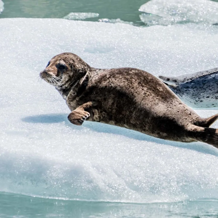 Cruise to Alaska | Alaska Cruises | Hurtigruten Expeditions US