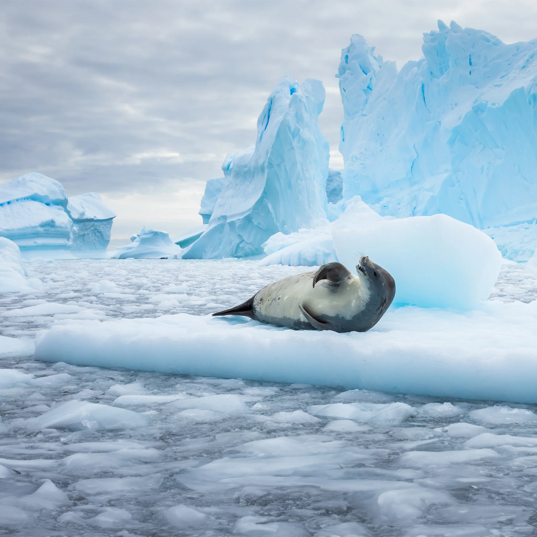 Travel Guide To Antarctica | HX Hurtigruten Expeditions