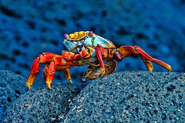 Galápagos Islands – Iconic Wildlife & Sublime Scenery Plus Machu Picchu ...