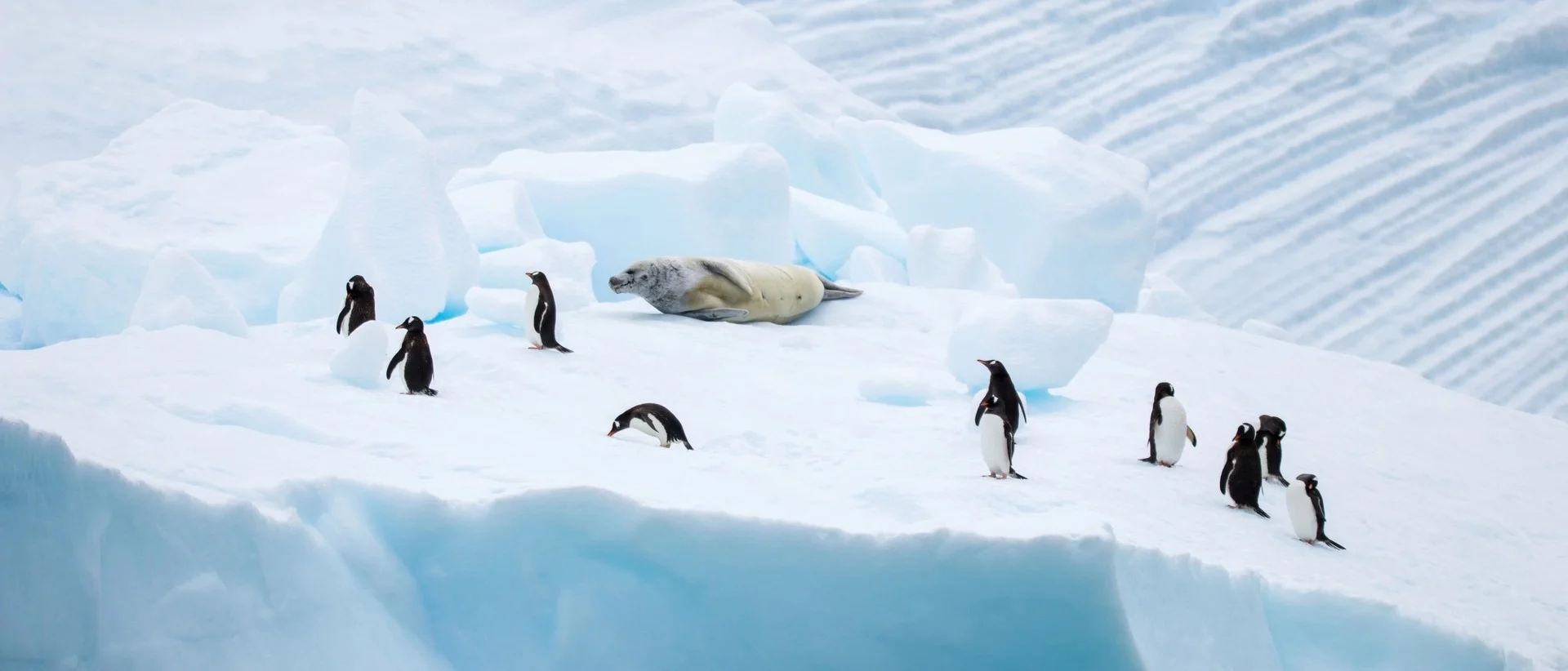 Antarctic animals and wildlife | HX Hurtigruten Expeditions