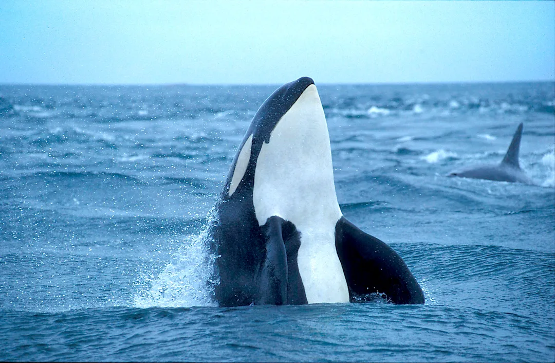 Hope for Endangered Orcas | HX Hurtigruten Expeditions