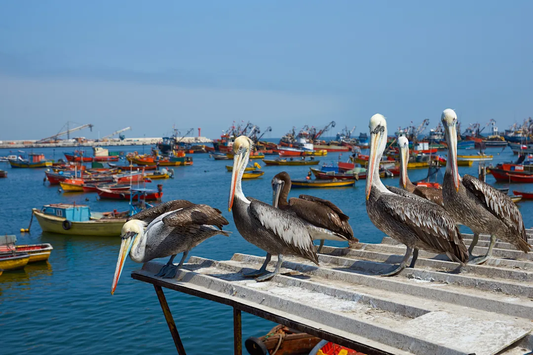 Inca History, Colonial Highlights & the Panama Canal | HX Hurtigruten ...