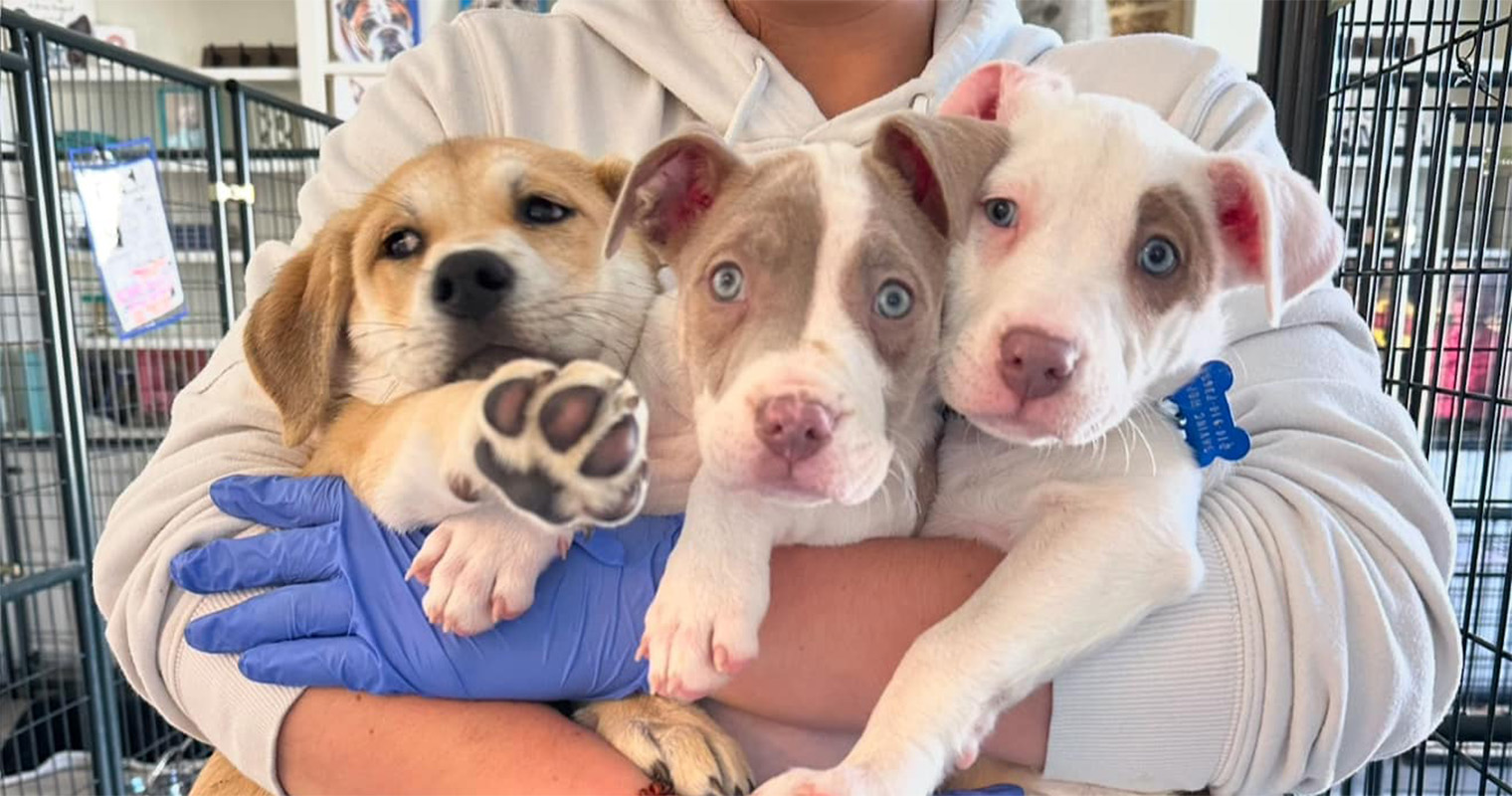 Meet Your New Valentine: 3 Adoptable Puppies in Fort Worth