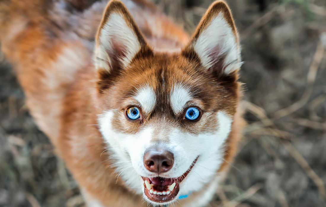Klee Kai Do Alasca Vs Husky