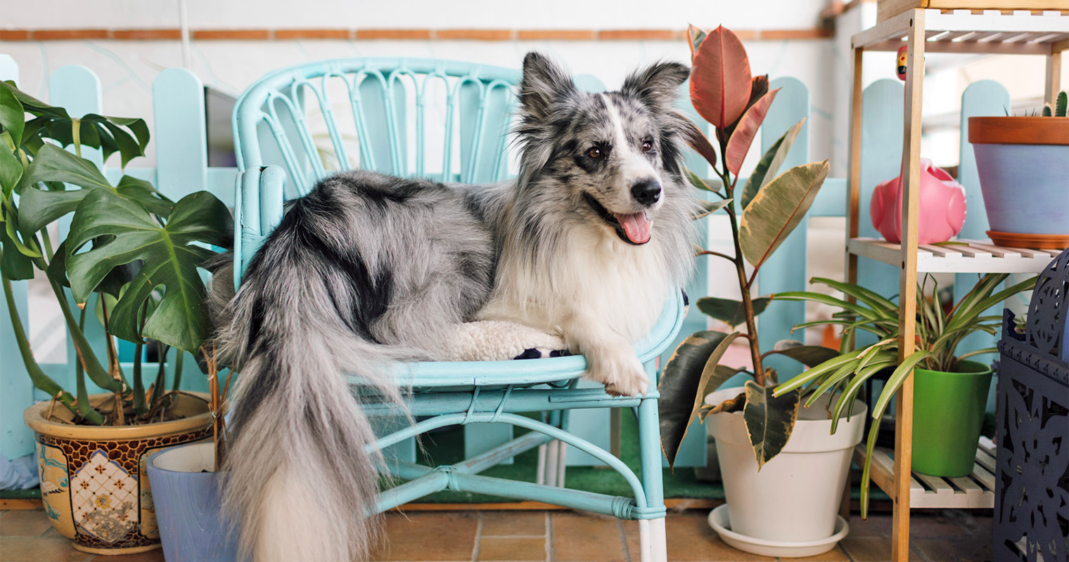 Border Collie Mixes: Common Traits of Collie Breeds