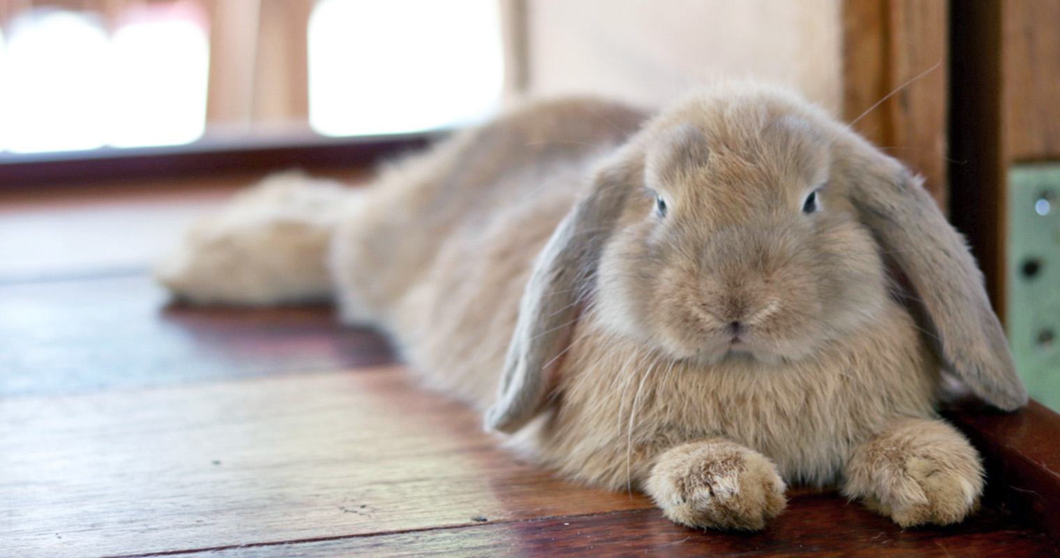How to Pet a Bunny: 6 Tips for Petting a Bunny + Why Bunny “Pancake”