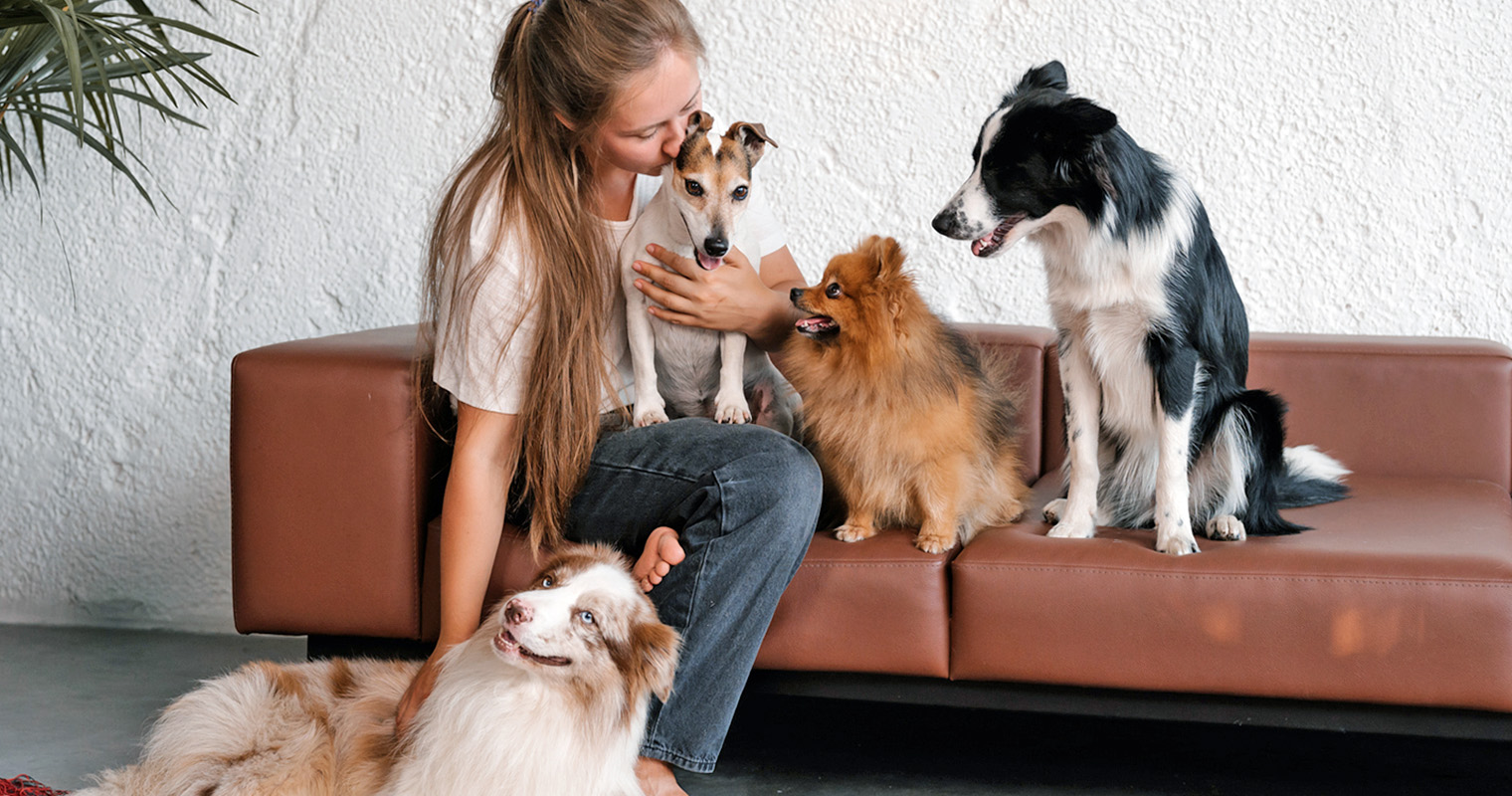 Animal Shelter vs. Breed Rescue: Understanding Your Adoption Options