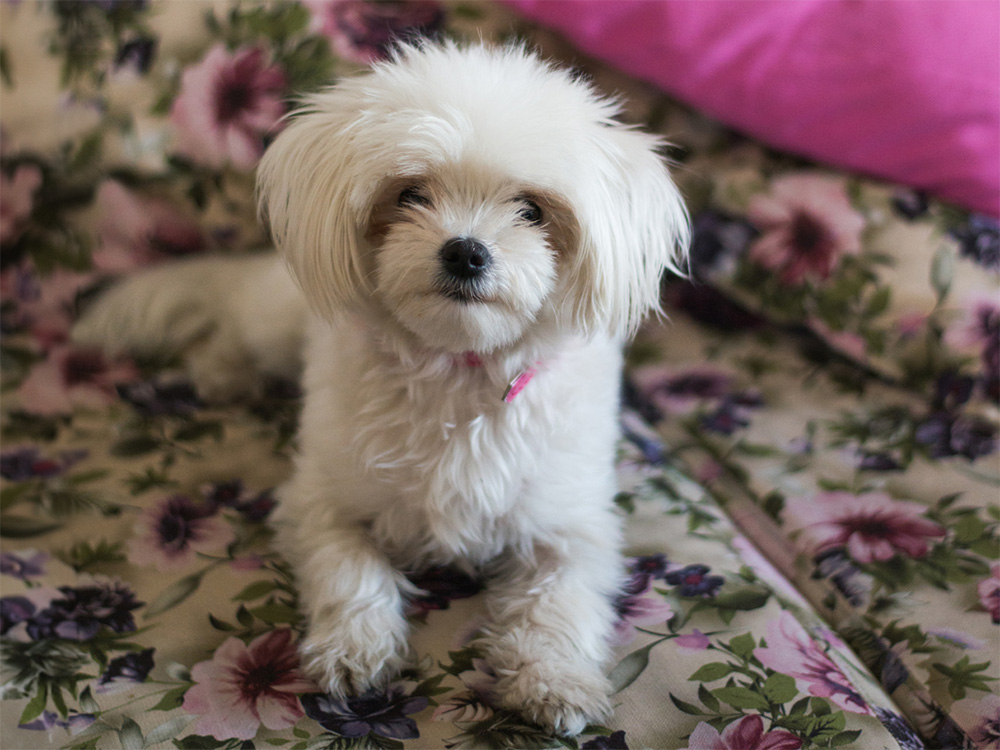 170+ Old Lady Dog Names with That Vintage Vibe
