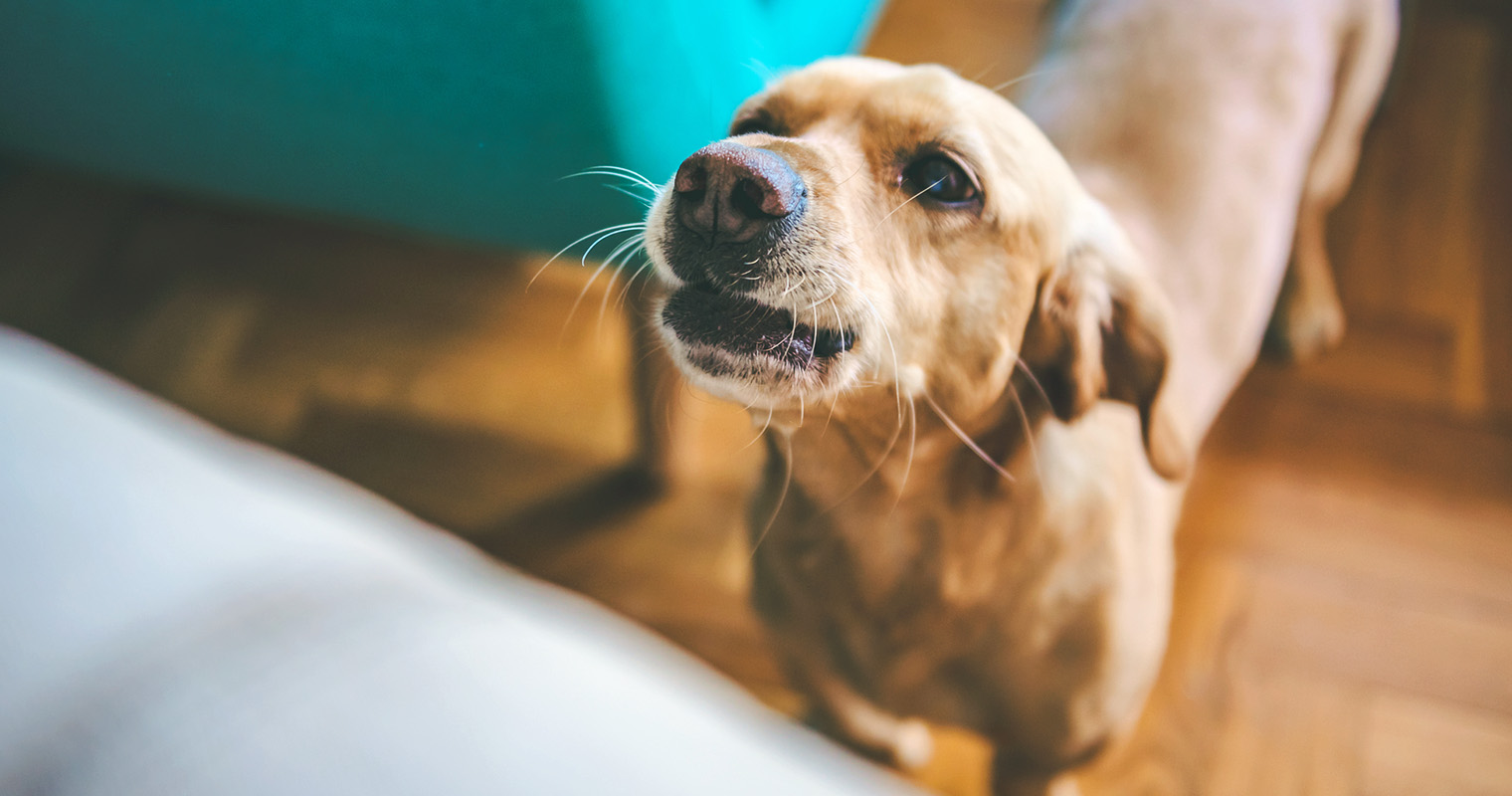 What Is Considered Excessive Dog Barking?