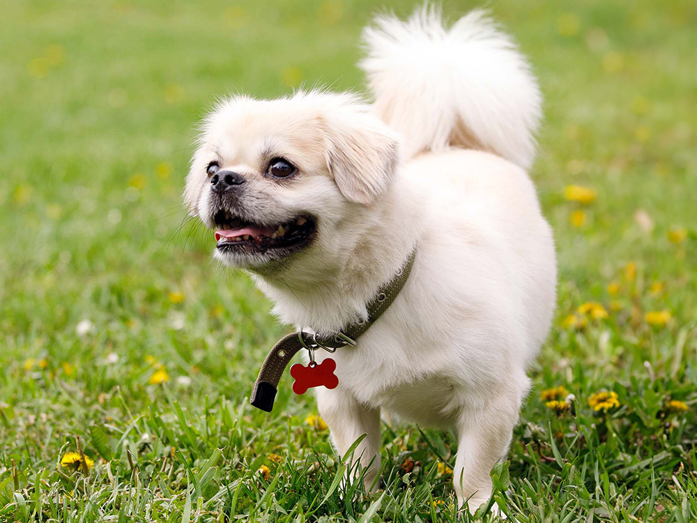 What Is The Calmest Puppy Breed