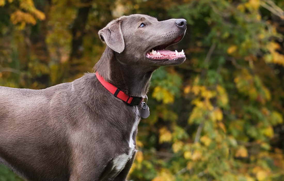 Colors Blue Lacy Pups