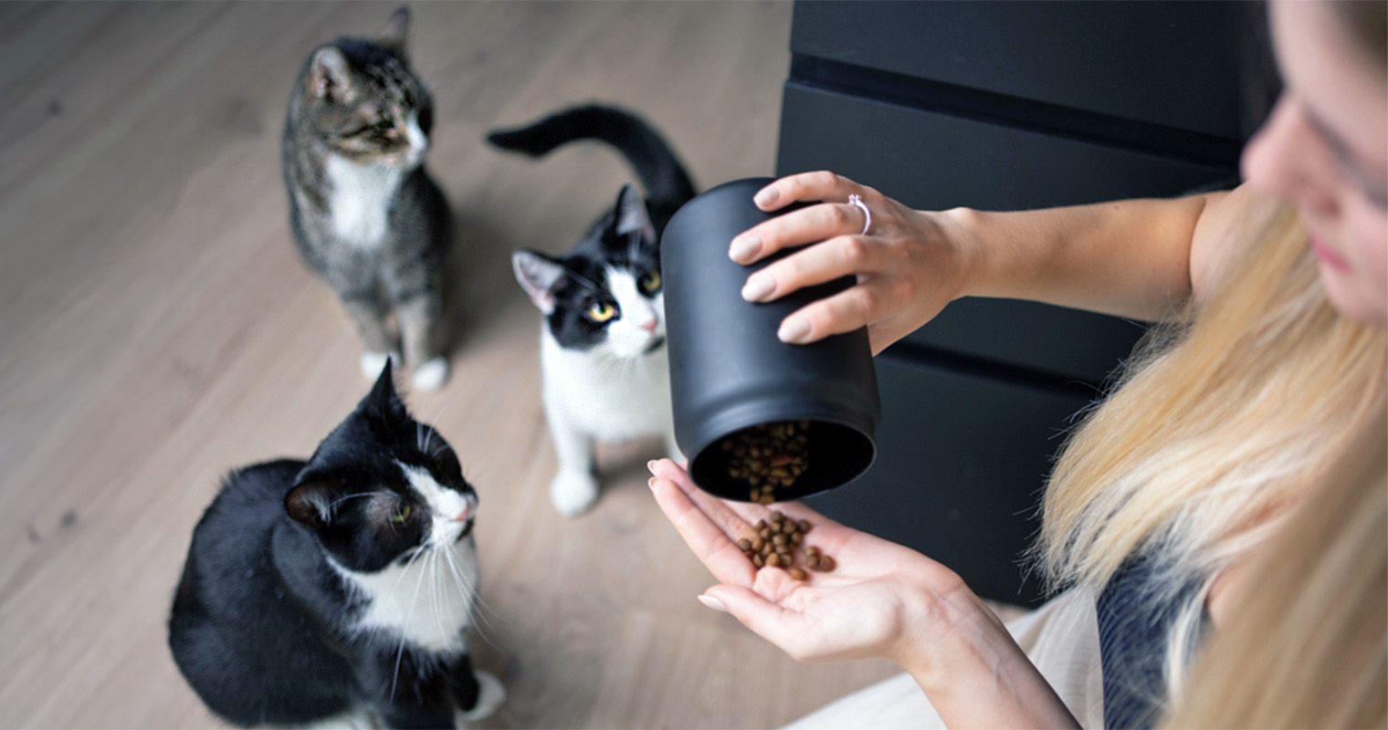 How Many Cats Is Too Many? Simple Advice on Multi-Cat Households