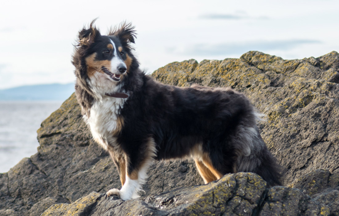 Tricolor Sheltie Puppies