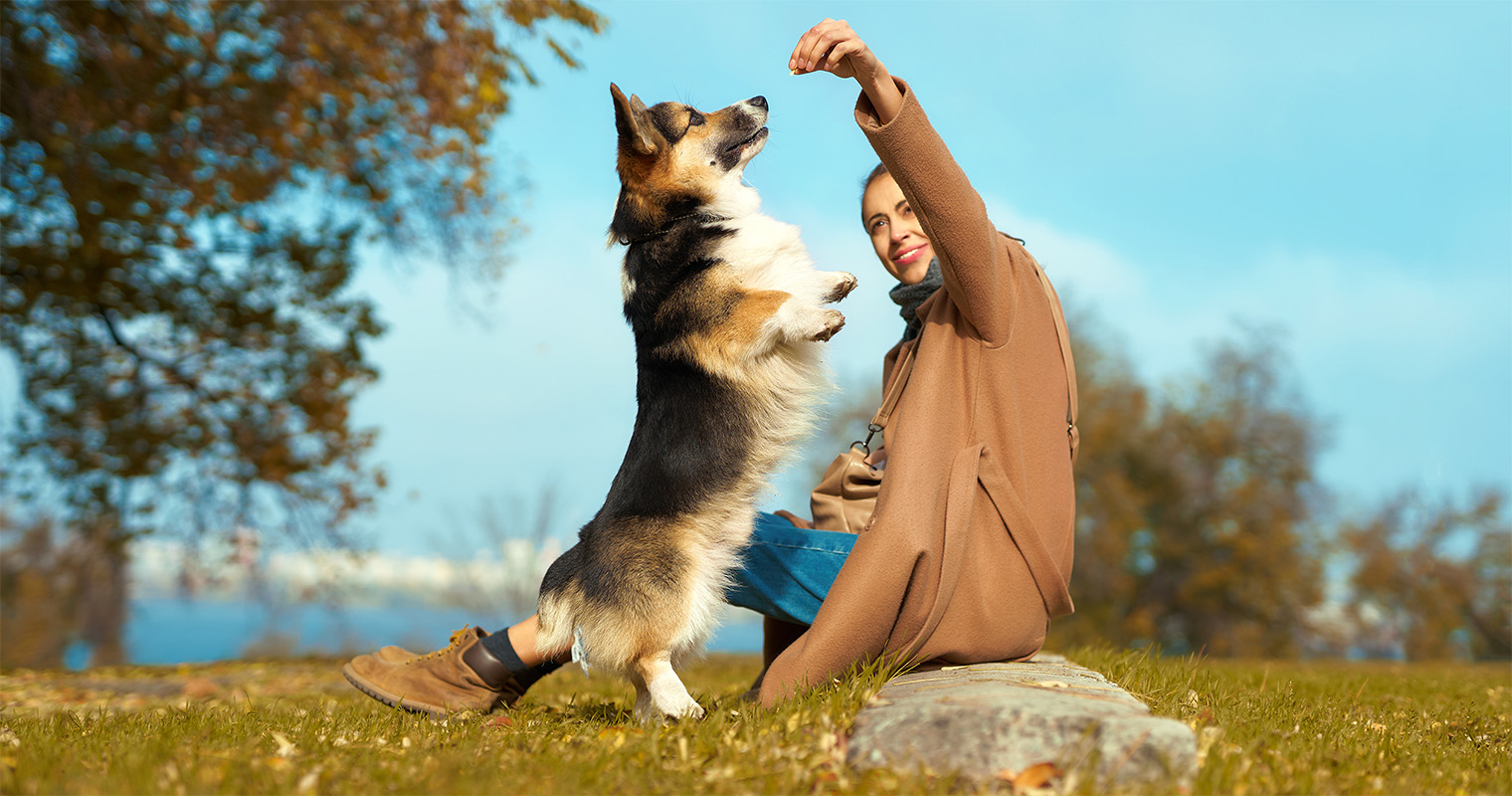 20 Smartest Dog Breeds: Intelligent Companions for Easy Training