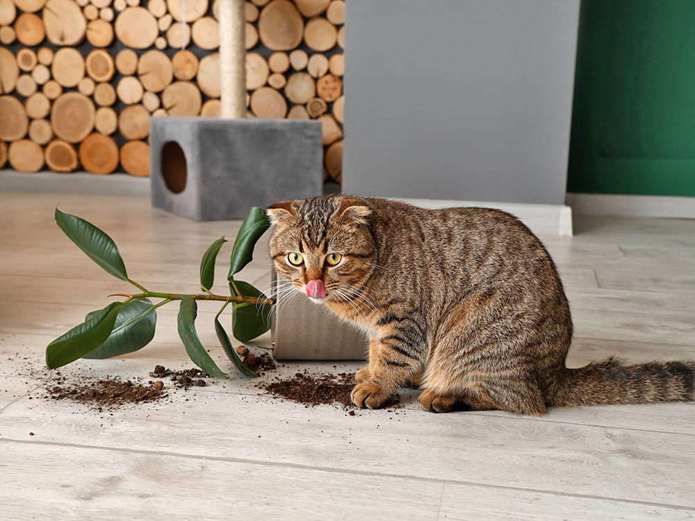 Do Cats Feel Remorse—and How Can We Tell?