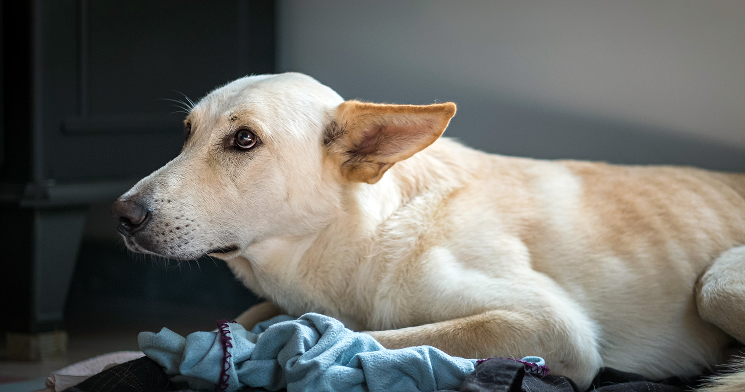 Adopting an Anxious Dog? 10 Tips to Soothe an Anxious Pup