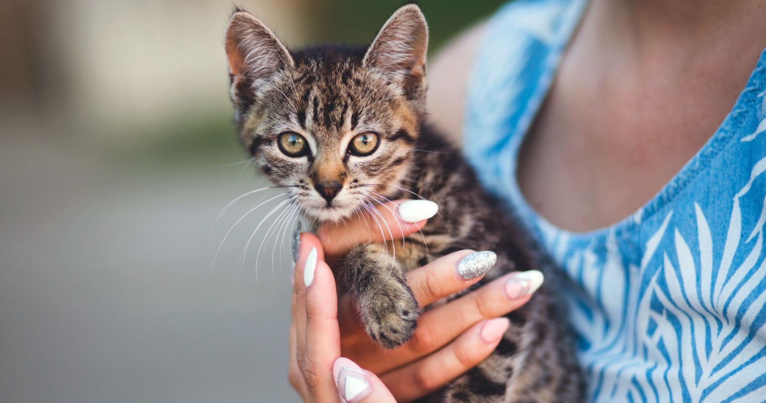 Animal Protection Laws