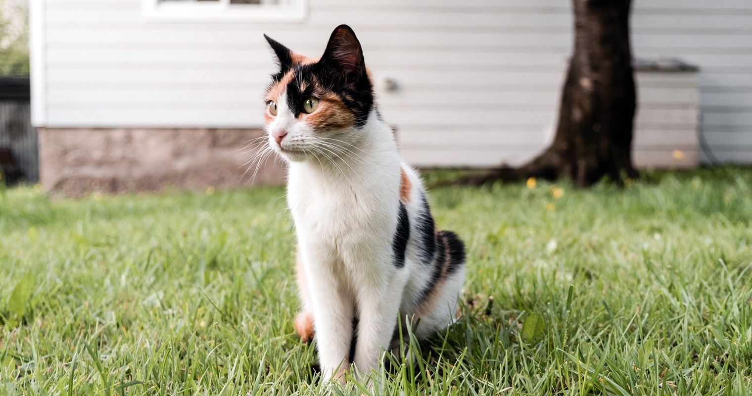 Adopting a Cat with FIV? Here’s What You Need to Know